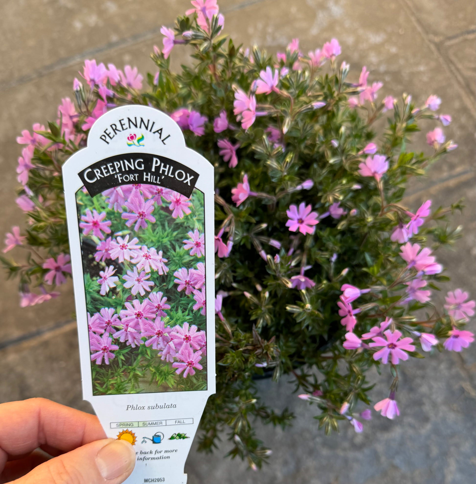 Creeping Phlox 'Moss Phlox' (Phlox subulata) - 1 Gallon